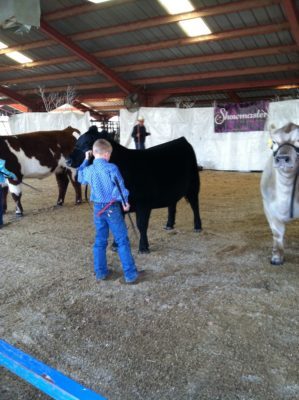 Expert Tips: Get Started Showing Cattle | Stock Show Stories 6 Must ...